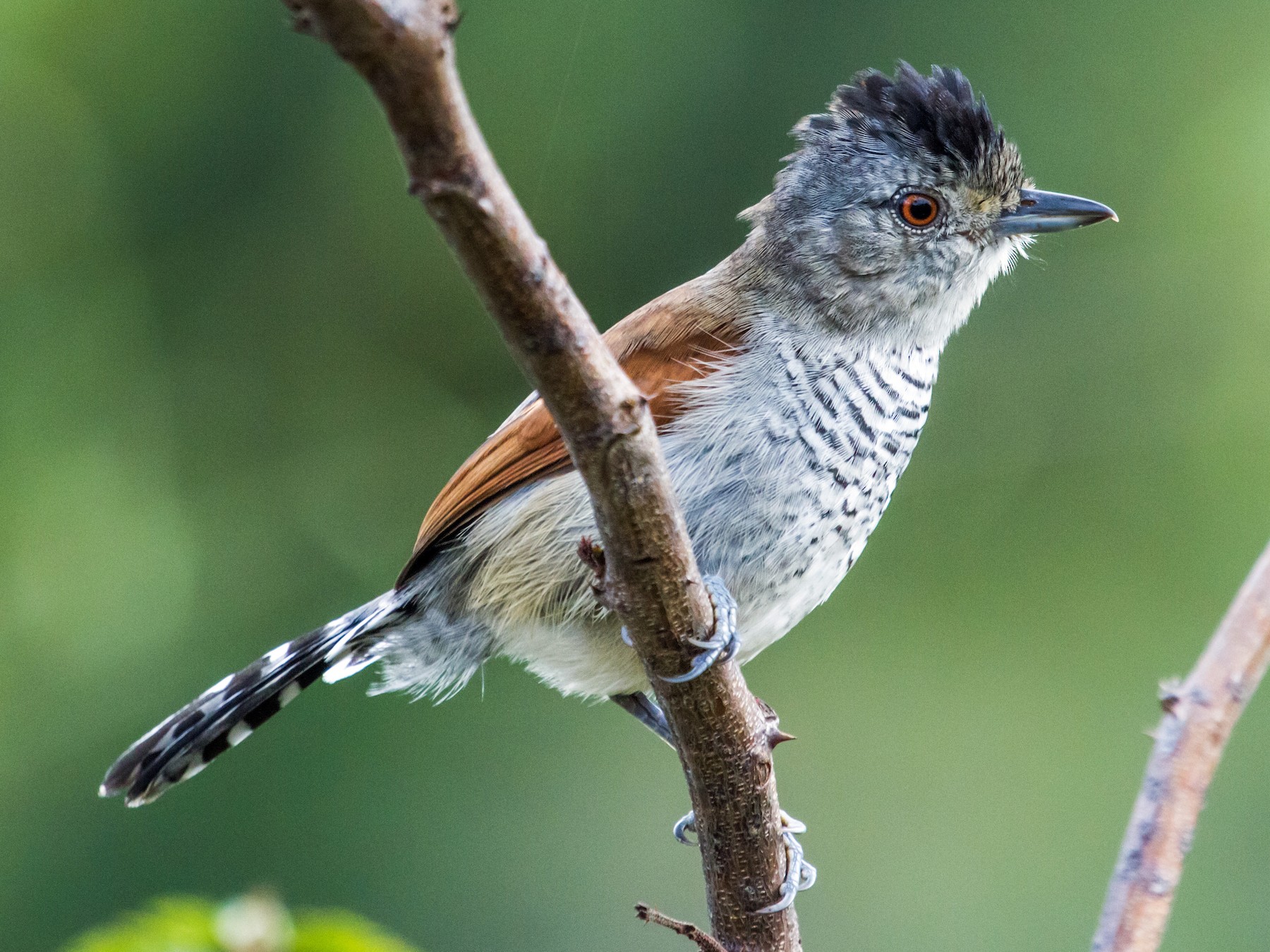 Batará Alirrufo - eBird