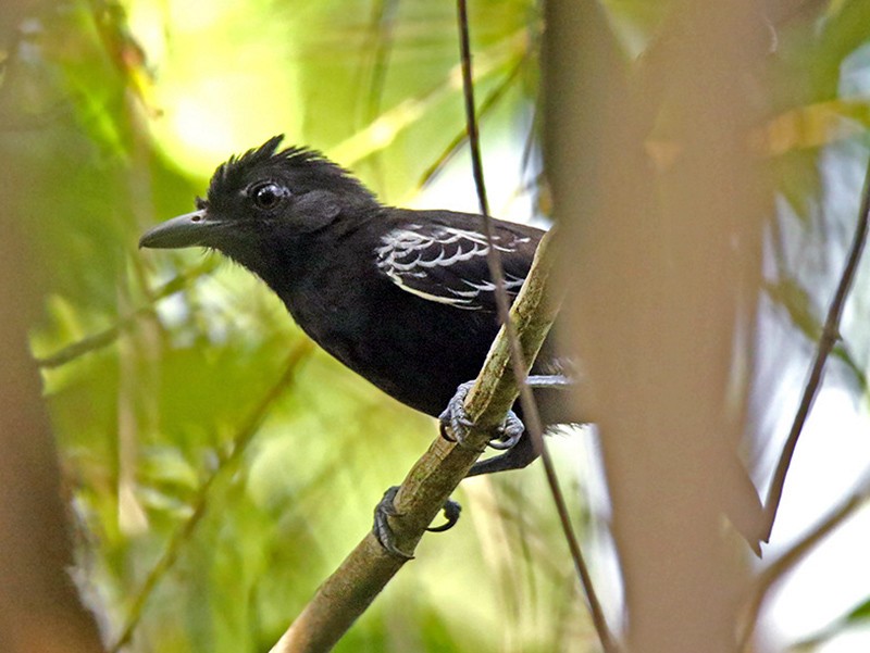 Batara de Castelnau - eBird