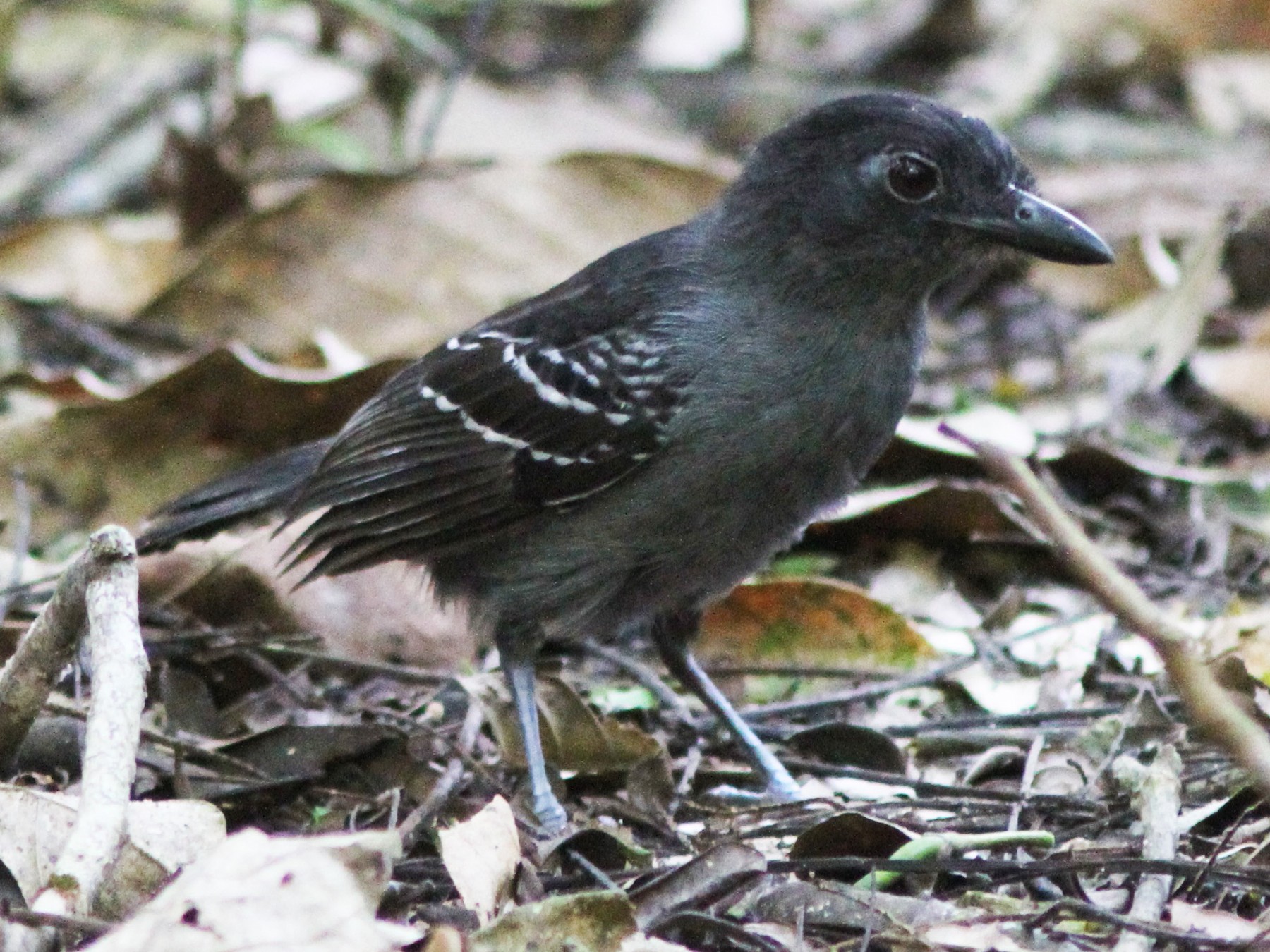 choca-preta-e-cinza - eBird