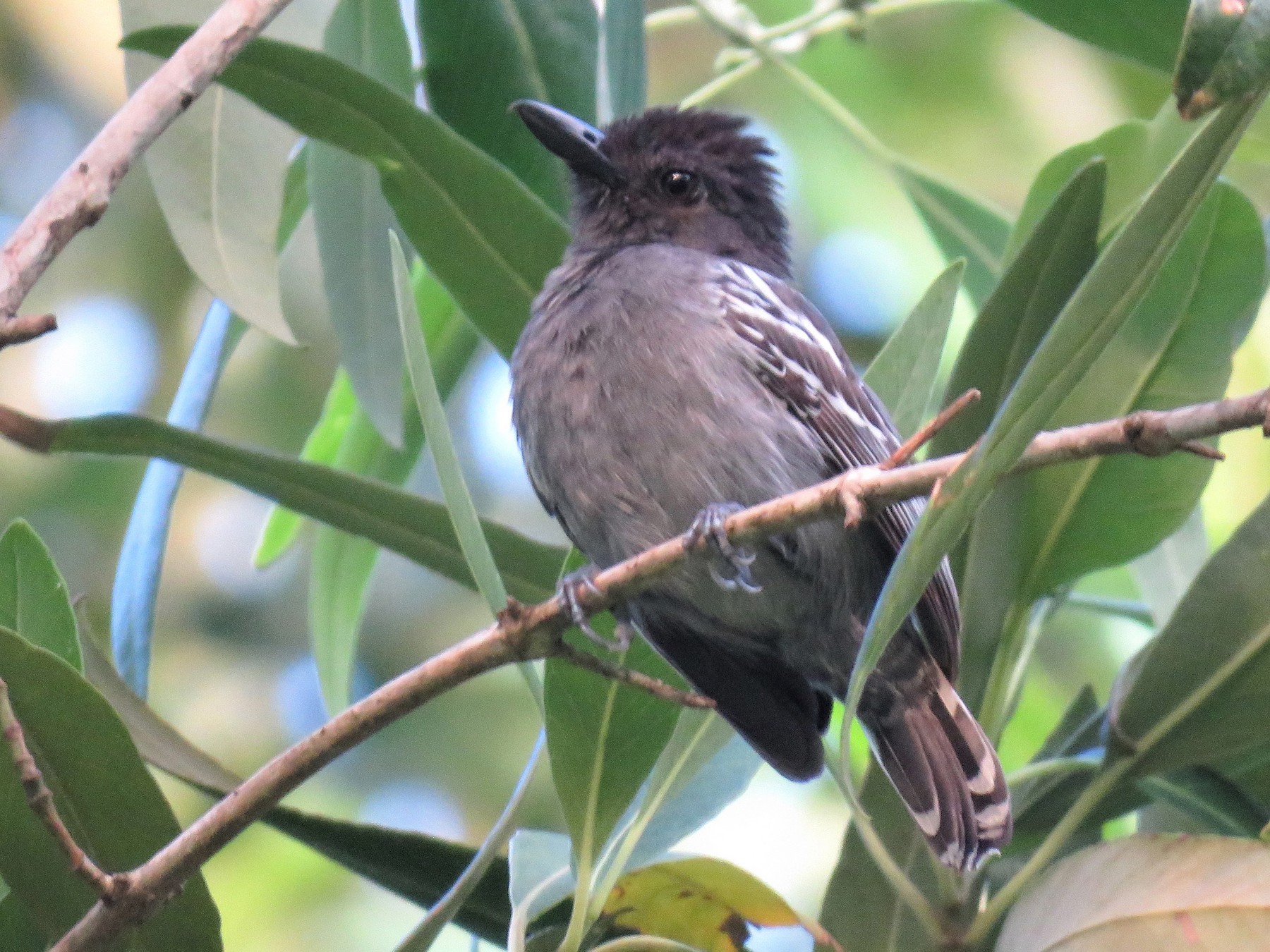 Choca-preta-e-cinza - eBird