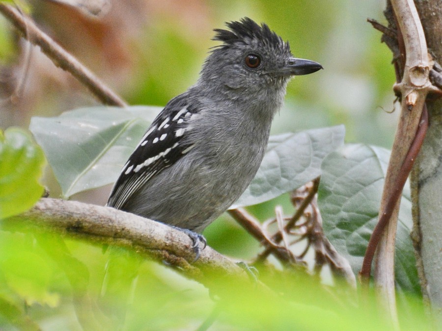 Batará Pizarroso de Natterer - eBird