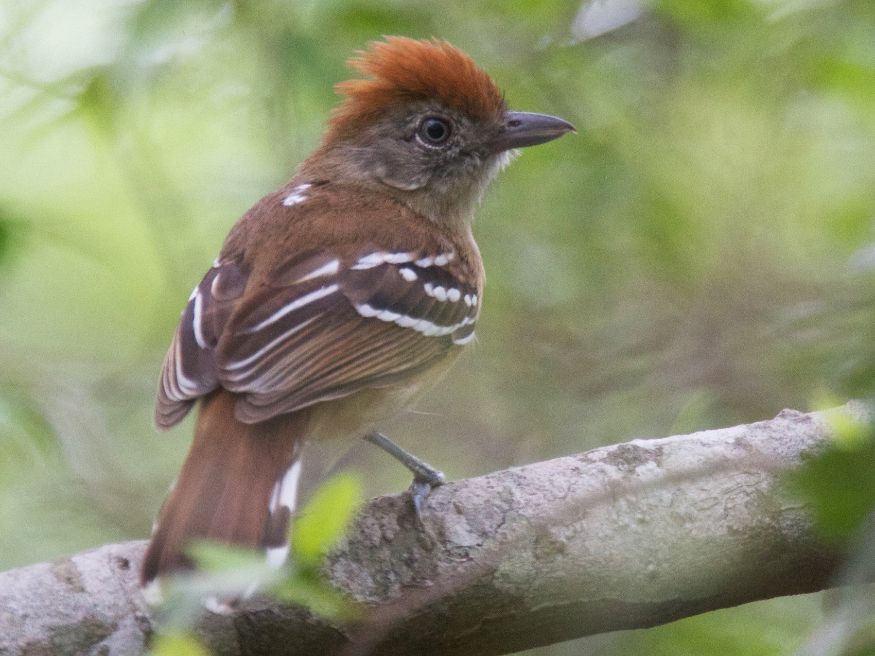 Batará Pizarroso Boliviano - eBird