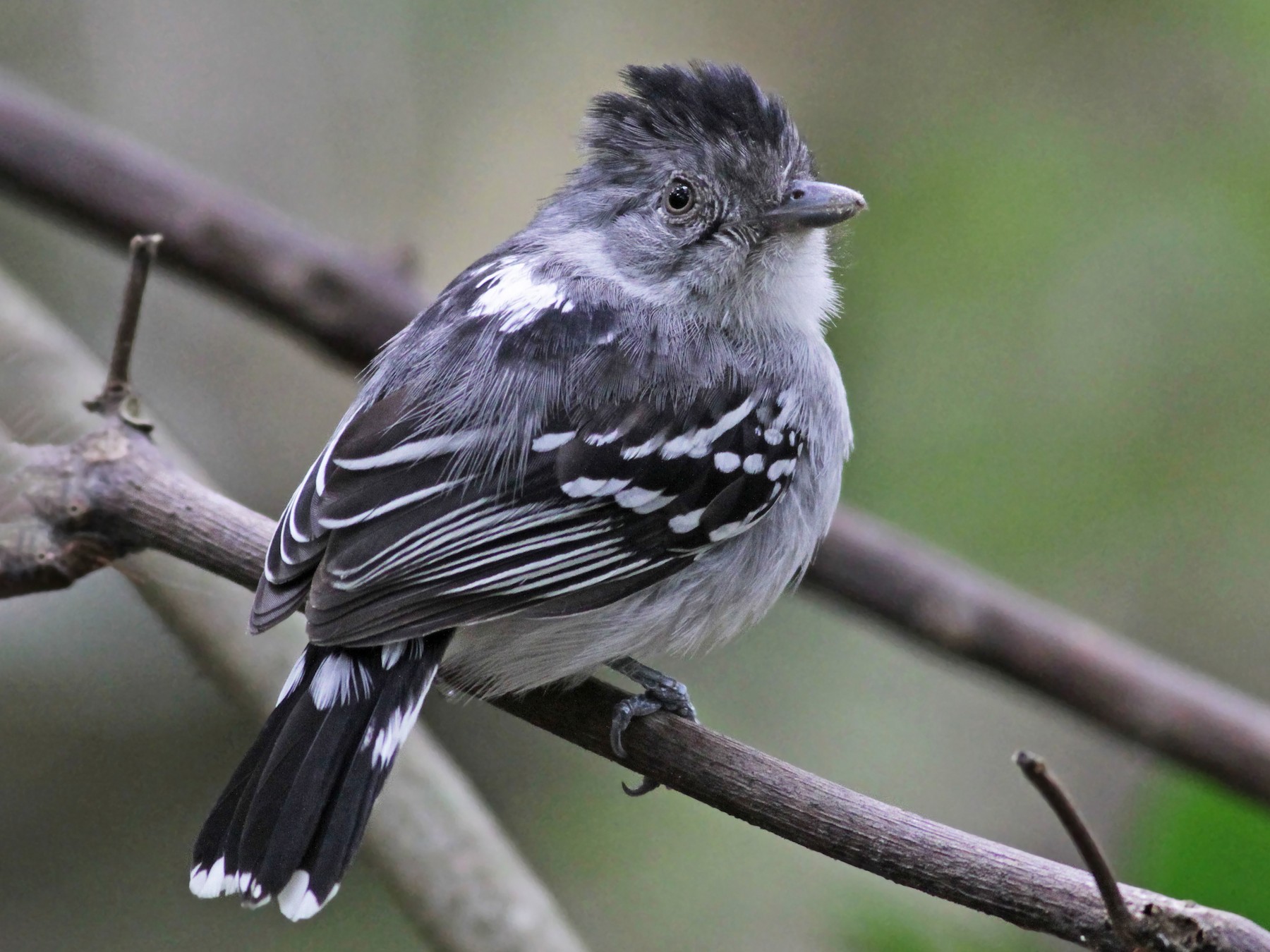 Bolivian Slaty-Antshrike - eBird