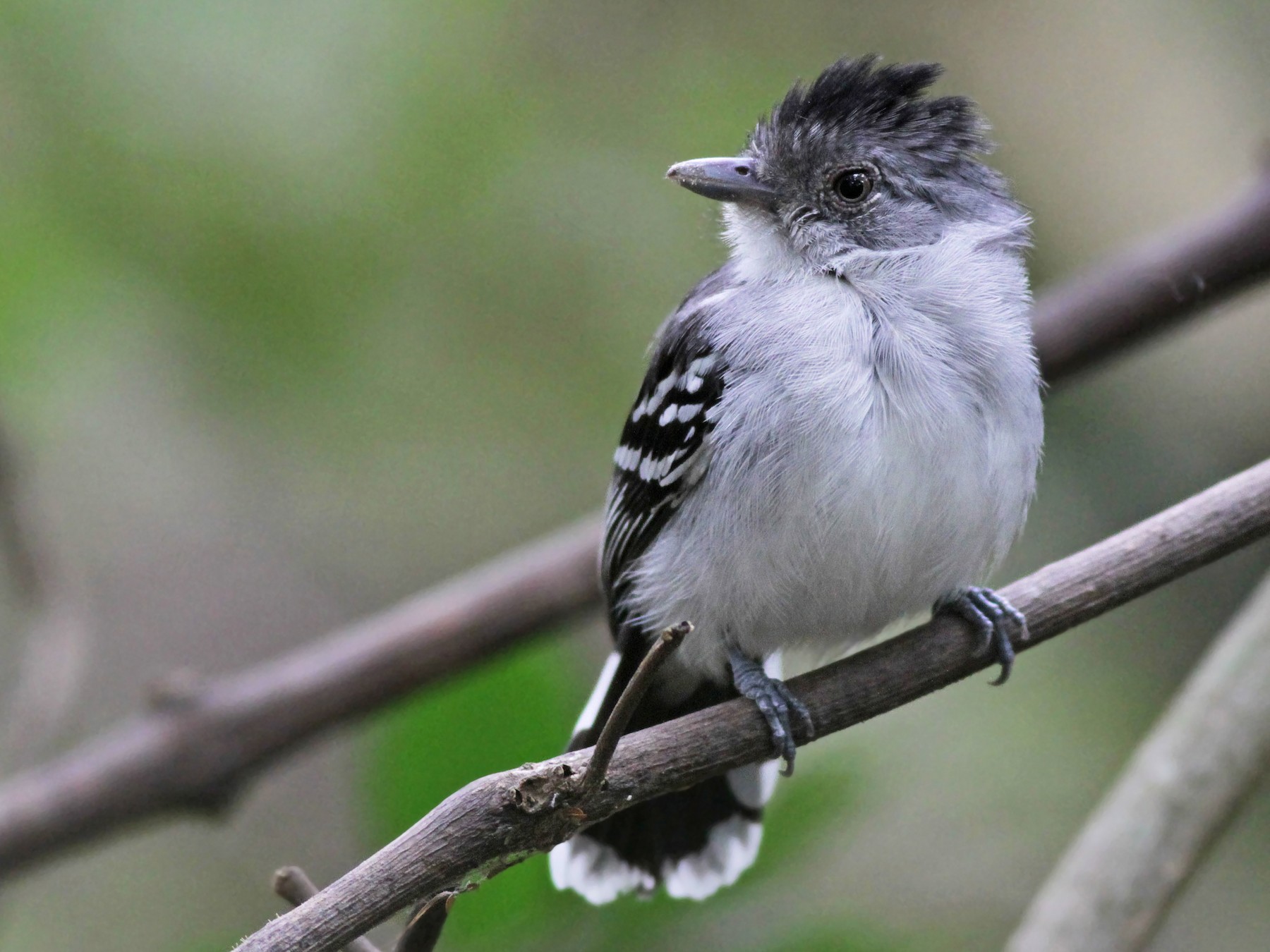 Batará Pizarroso Boliviano - eBird