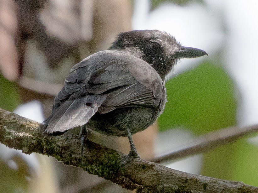 Batará de Acre - eBird
