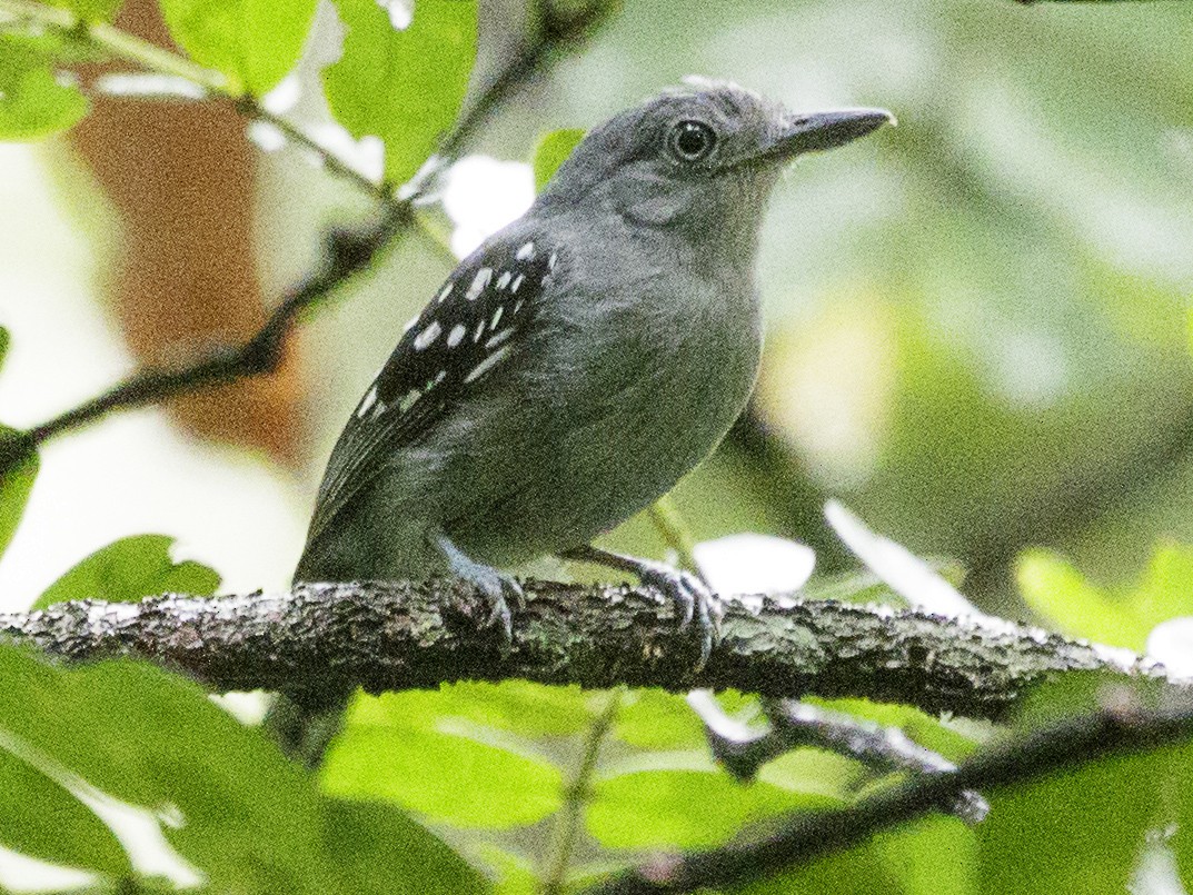 Choca-pintada - eBird