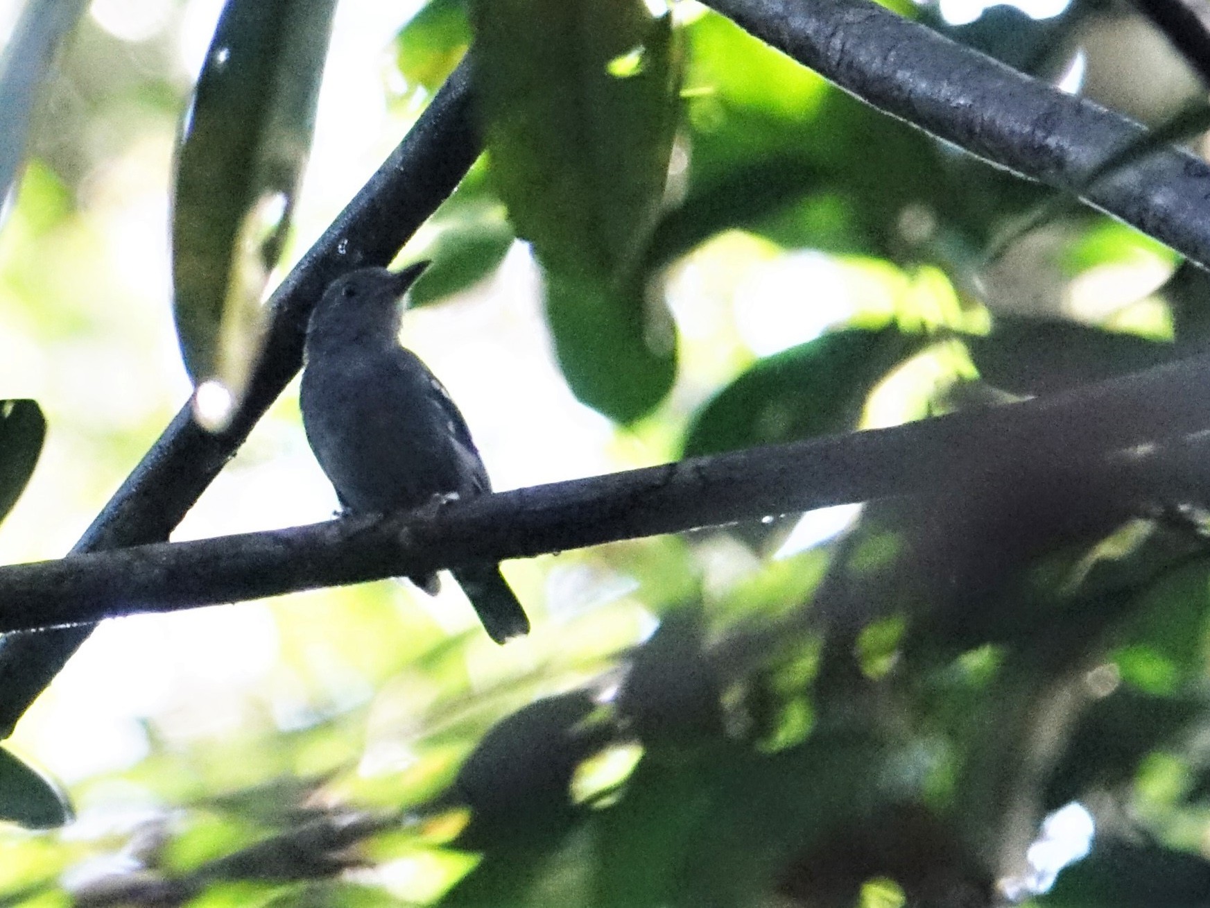 Choca-pintada - eBird