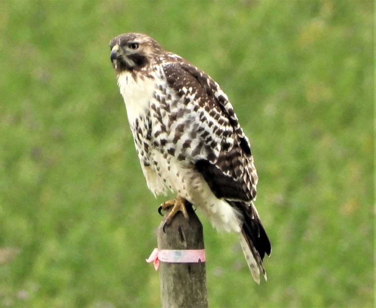 eBird Checklist - 8 Oct 2019 - Chase lagoon and VLA flats - 1 species