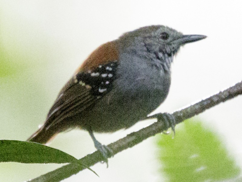 Rufous-backed Stipplethroat - eBird