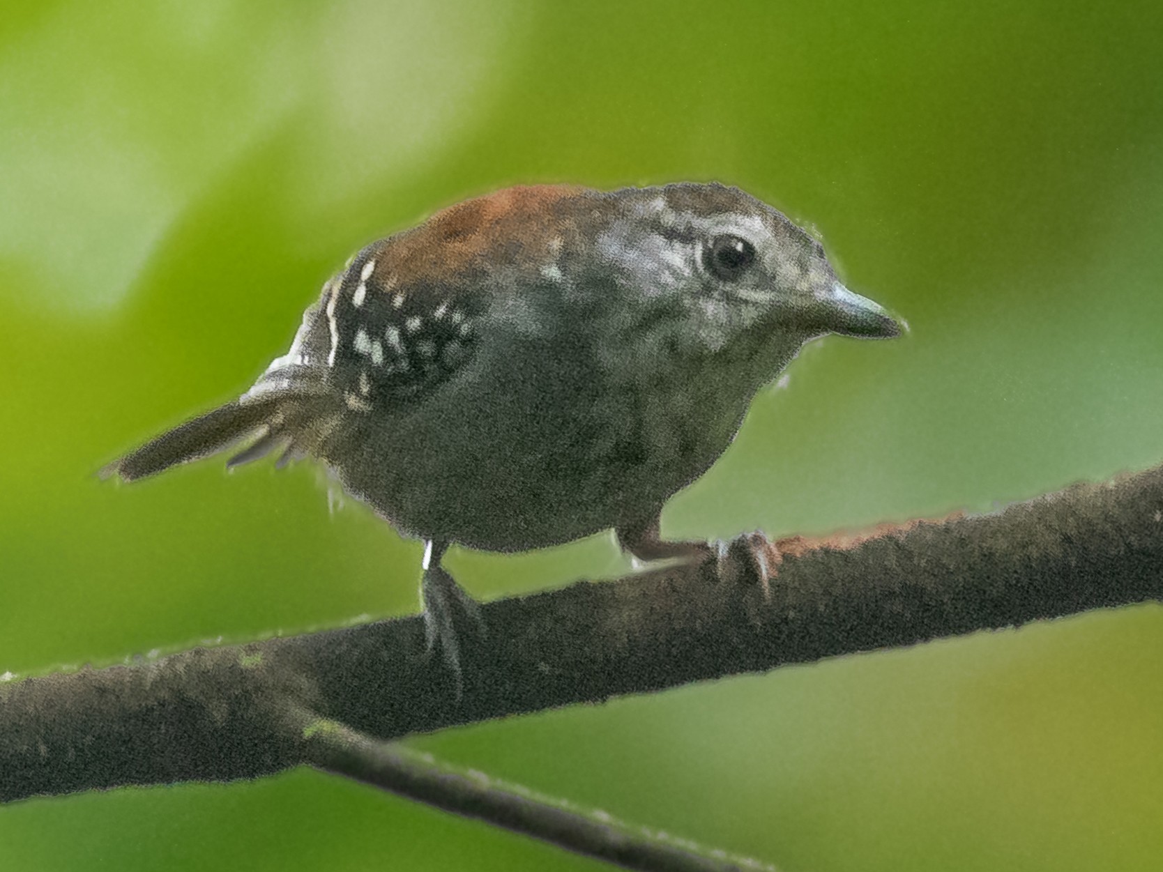 Rufous-backed Stipplethroat - eBird