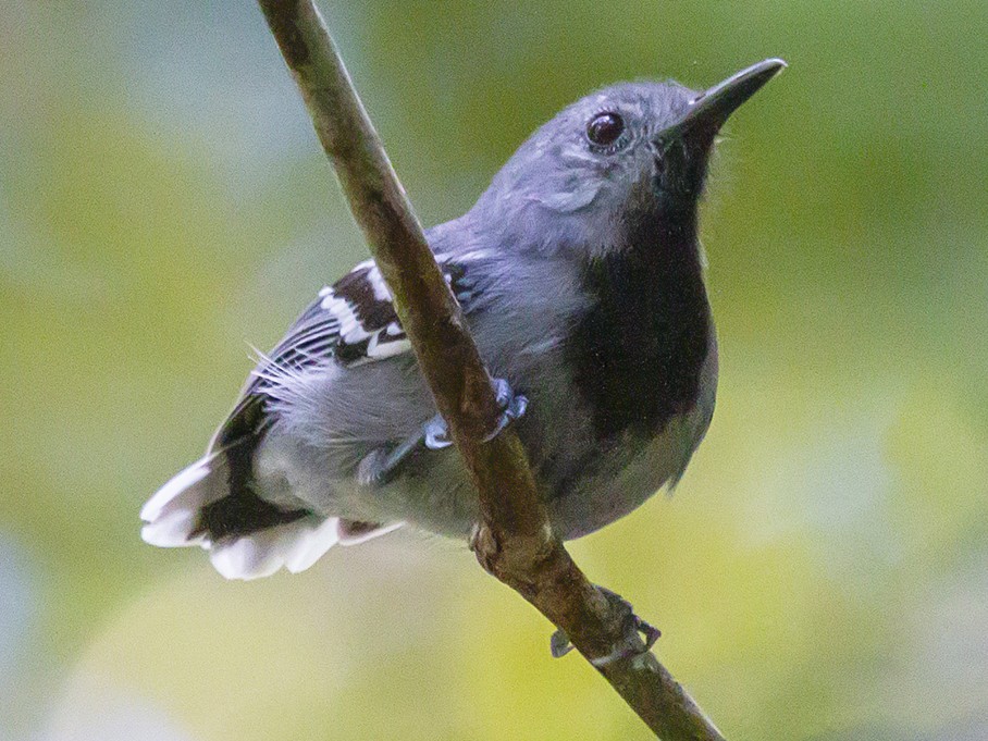 Band-tailed Antwren - eBird