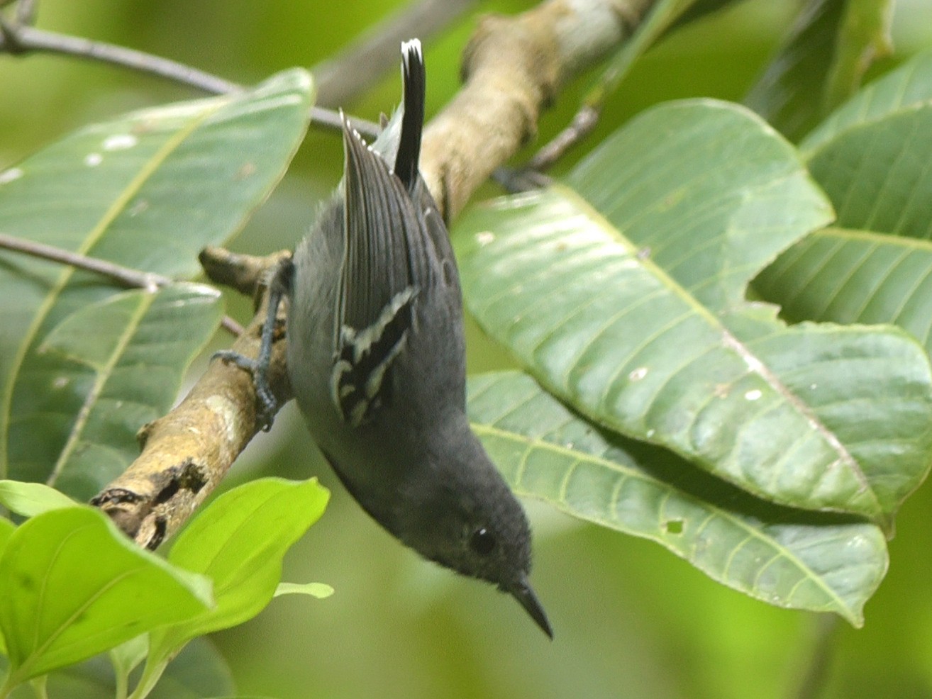 Band-tailed Antwren - eBird