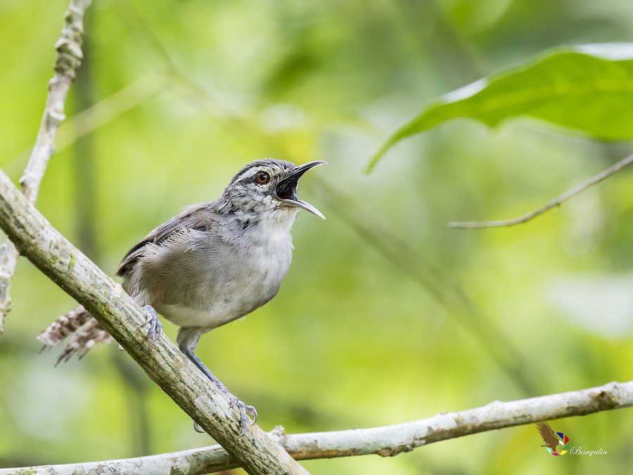 Canebrake Wren - eBird