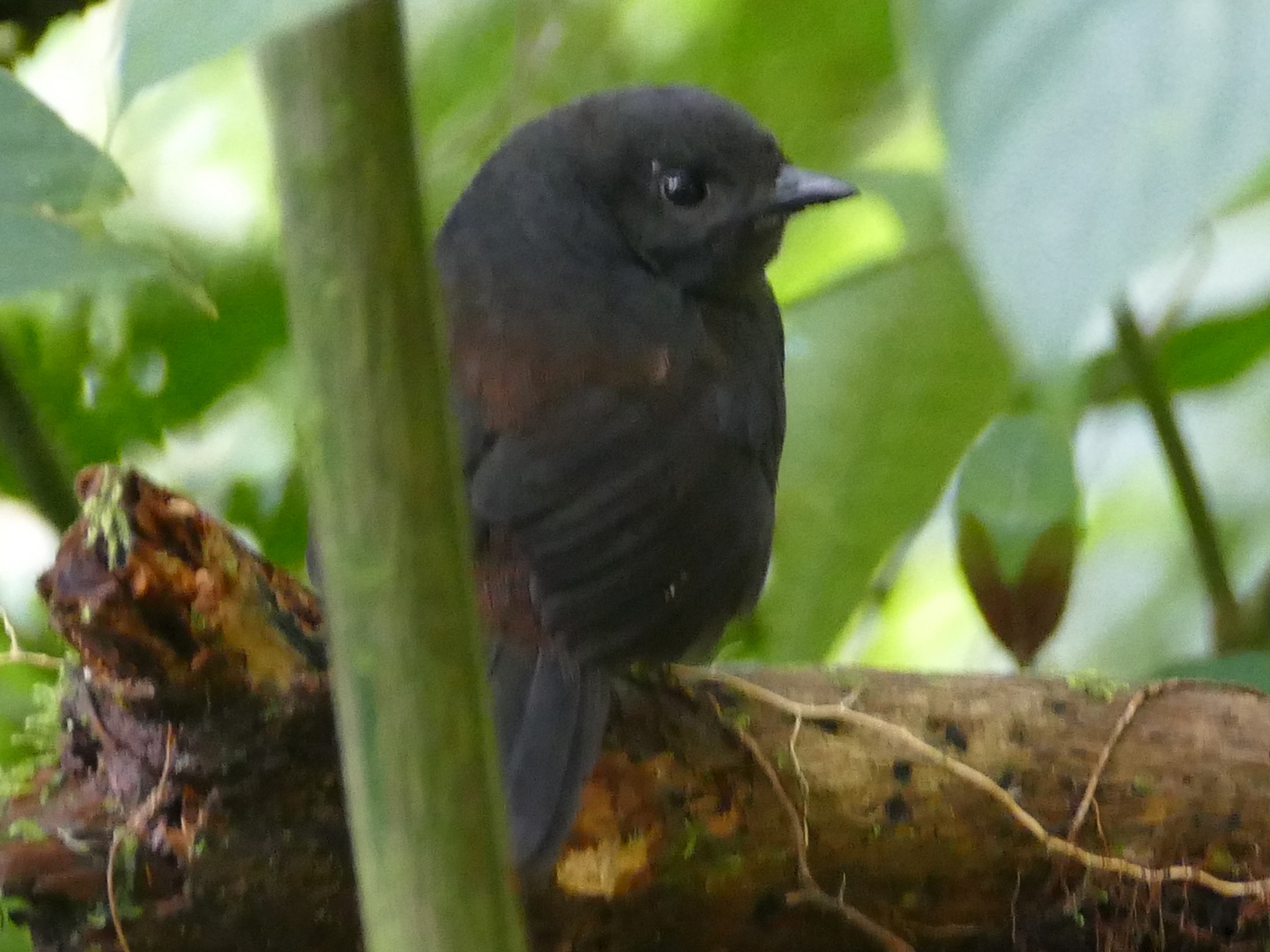 Long-tailed Tapaculo - eBird