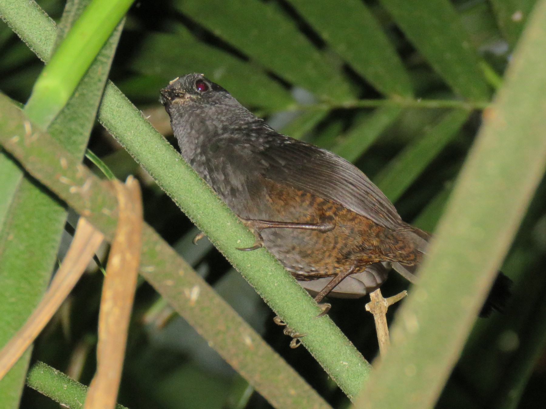 Long-tailed Tapaculo - eBird