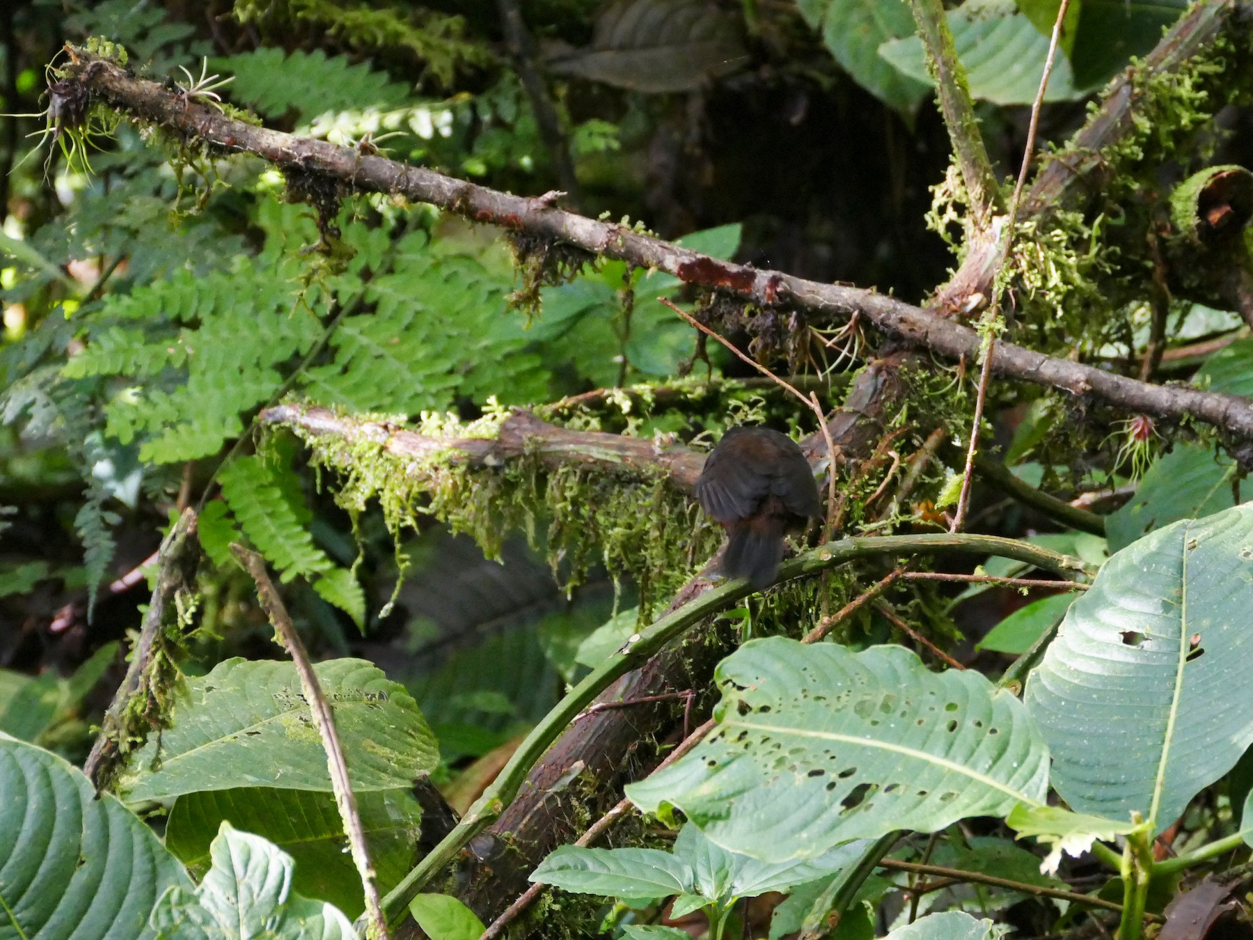 Long-tailed Tapaculo - eBird