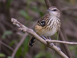Stripe-backed Antbird - eBird