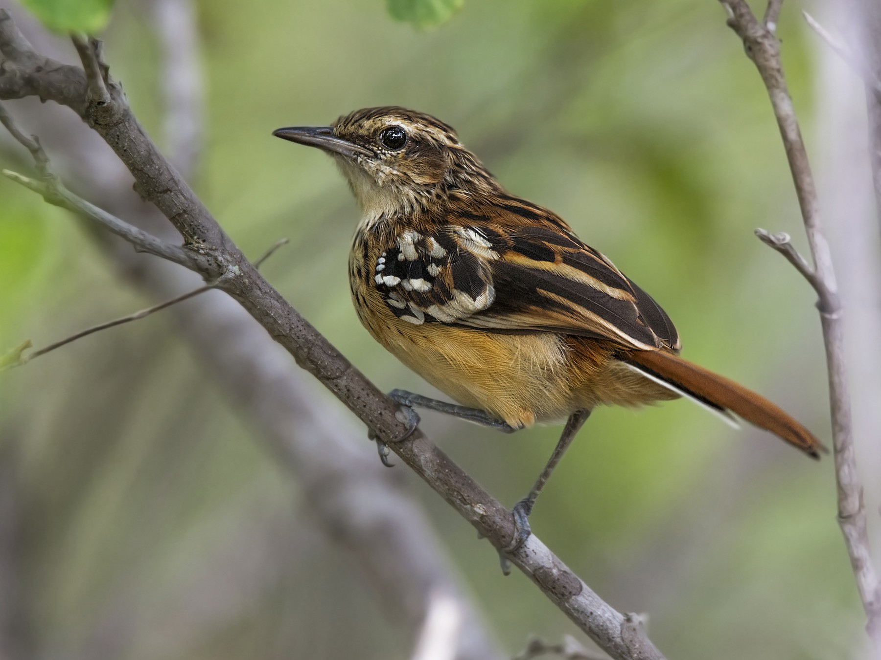 Stripe-backed Antbird - eBird