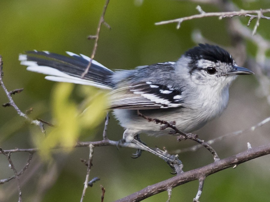 Caatinga Antwren - eBird