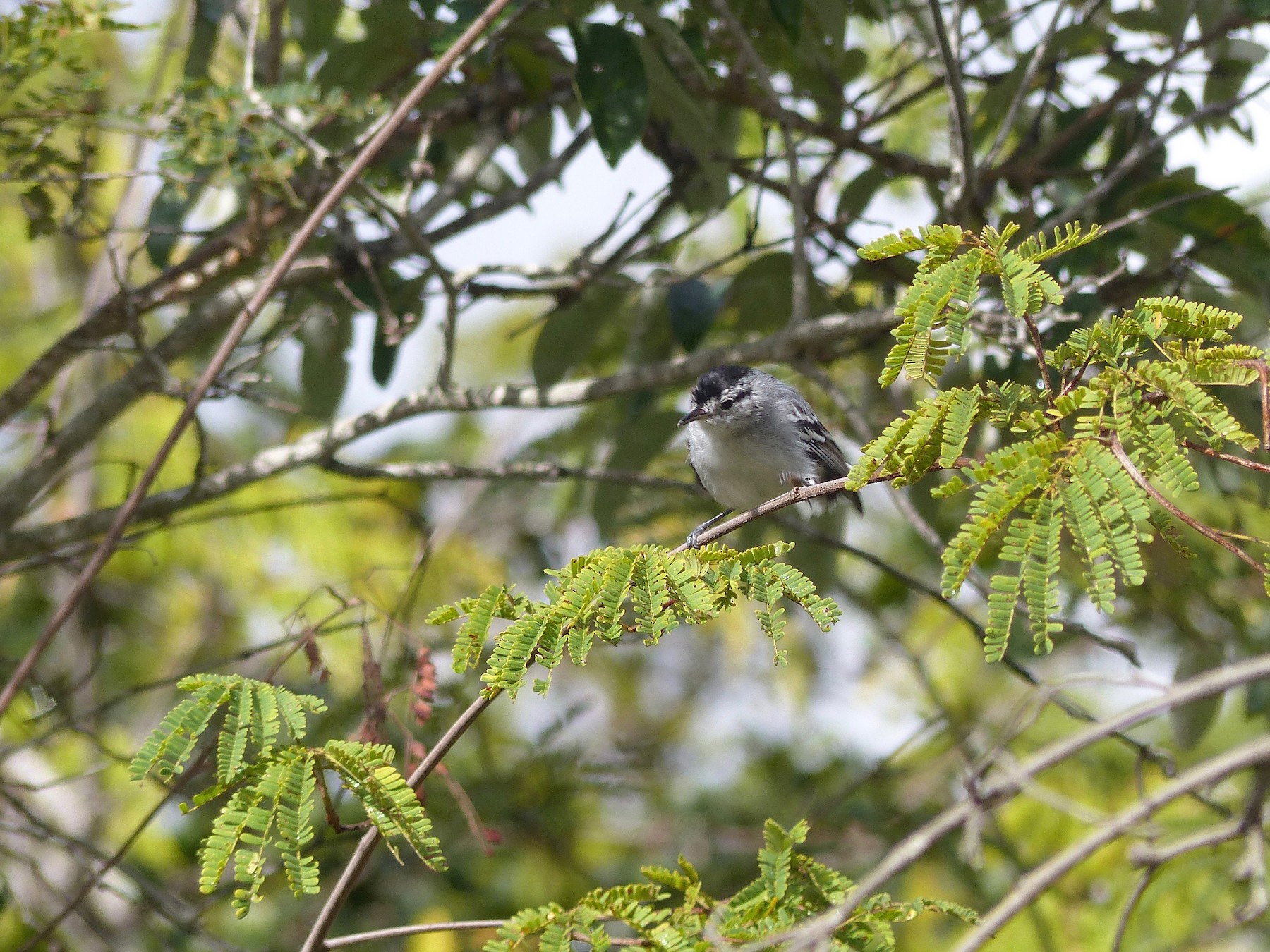 Caatinga Antwren - eBird