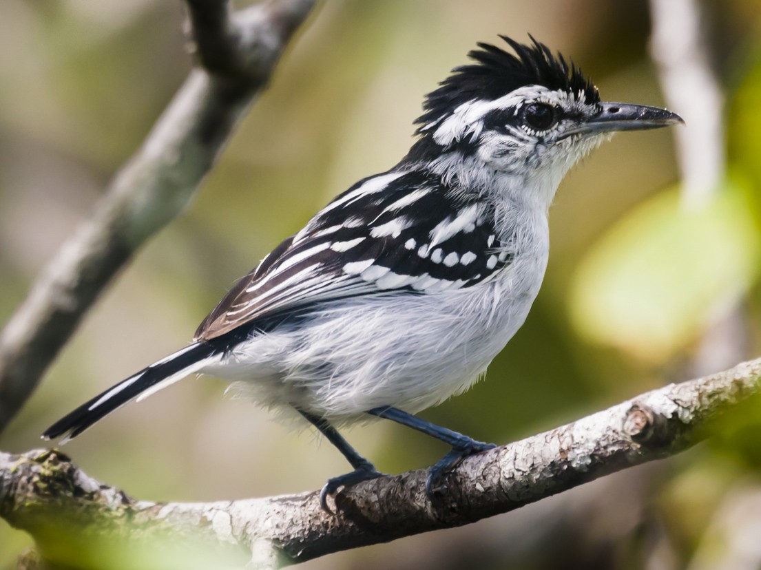 Tiluchí Dorsimanchado - eBird