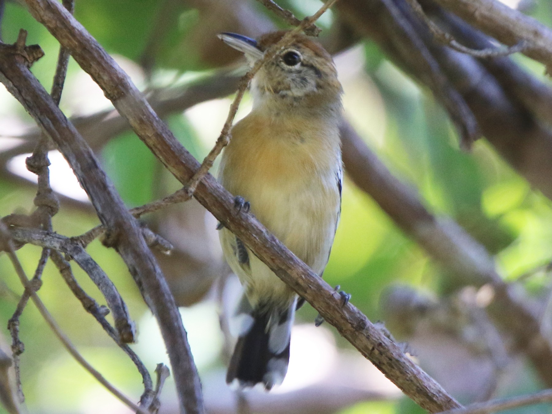 Tiluchí Pectoral - eBird