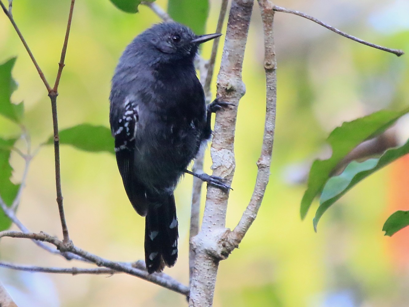 Narrow-billed Antwren - eBird