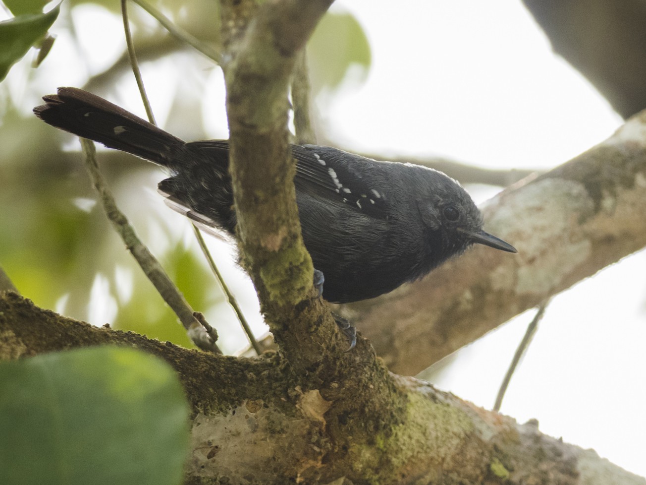 Narrow-billed Antwren - eBird