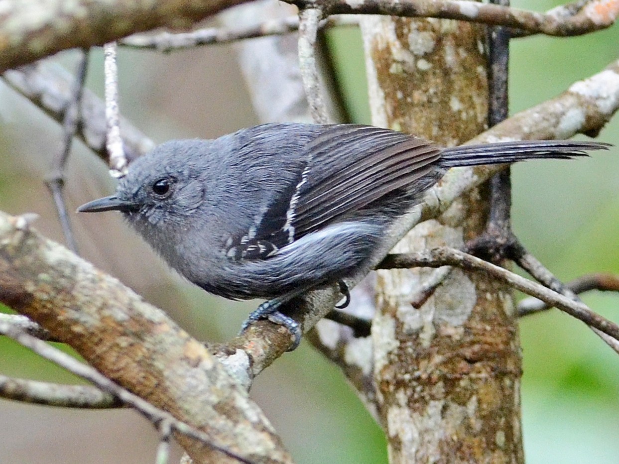 Narrow-billed Antwren - eBird