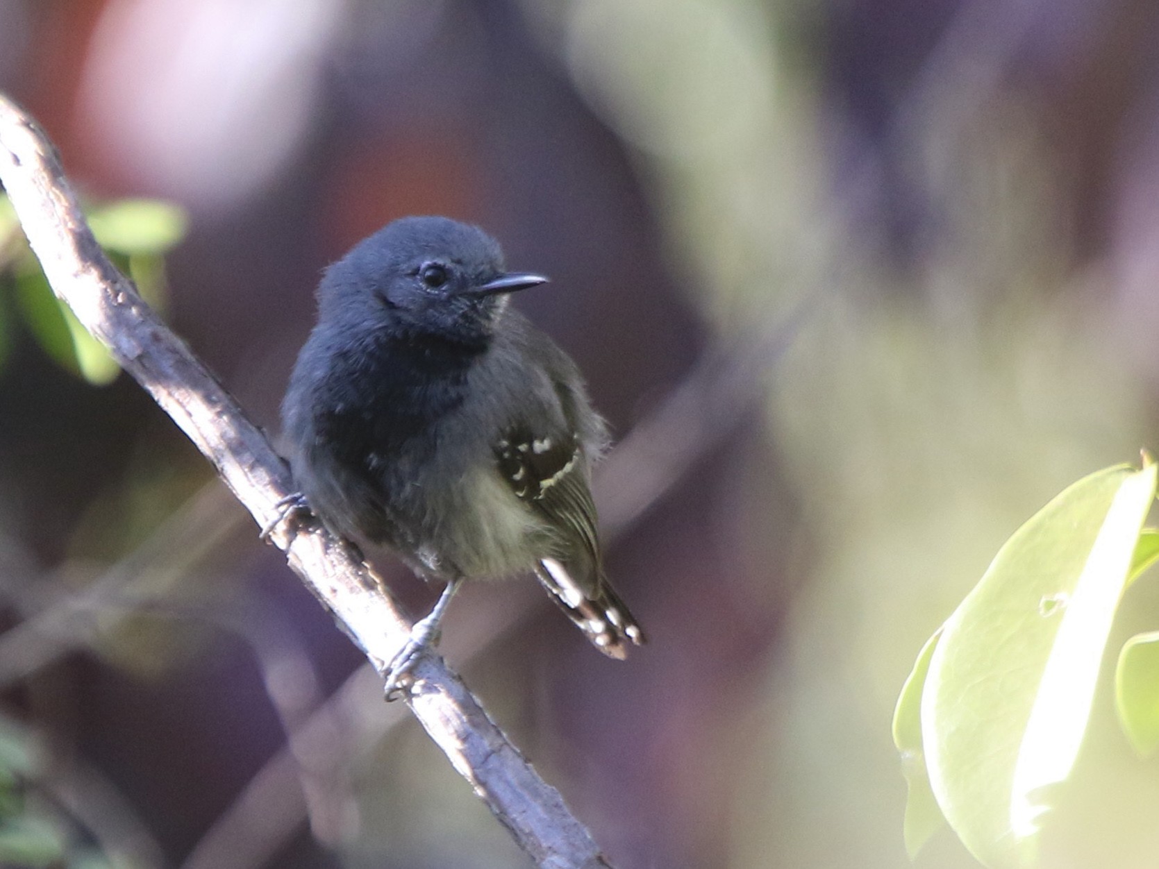 Narrow-billed Antwren - eBird