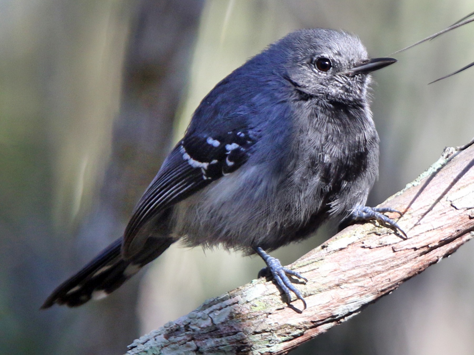 Narrow-billed Antwren - eBird