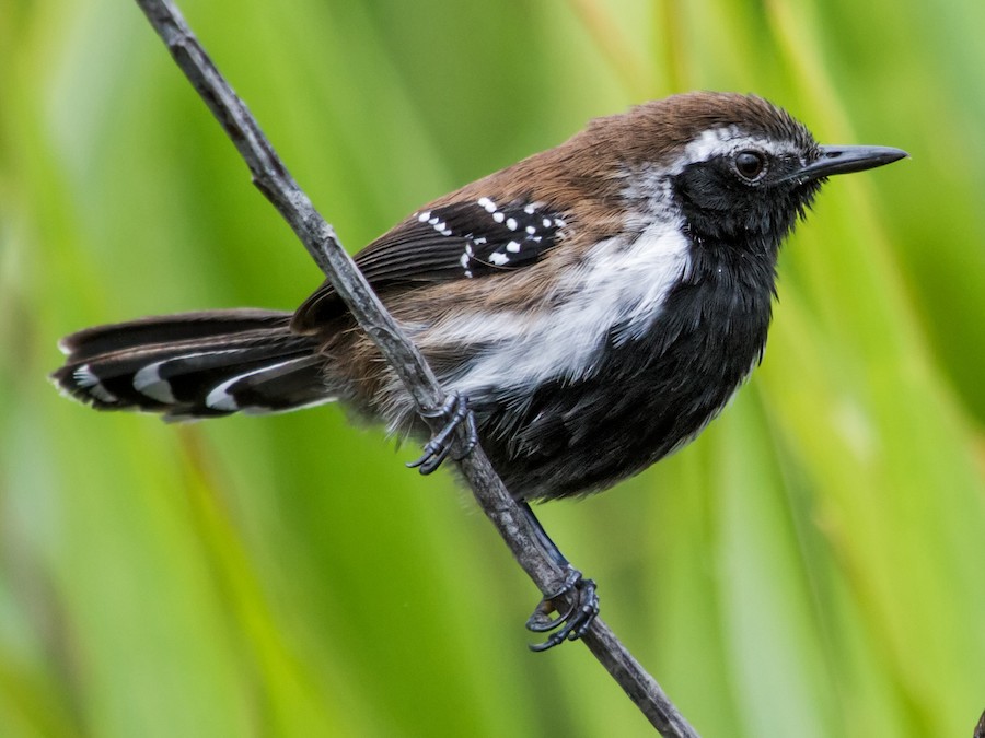 Sincora Antwren - eBird