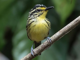 Yellow-browed Antbird - eBird