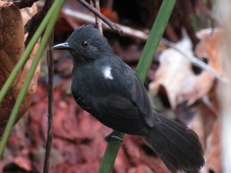 Willis's Antbird - eBird