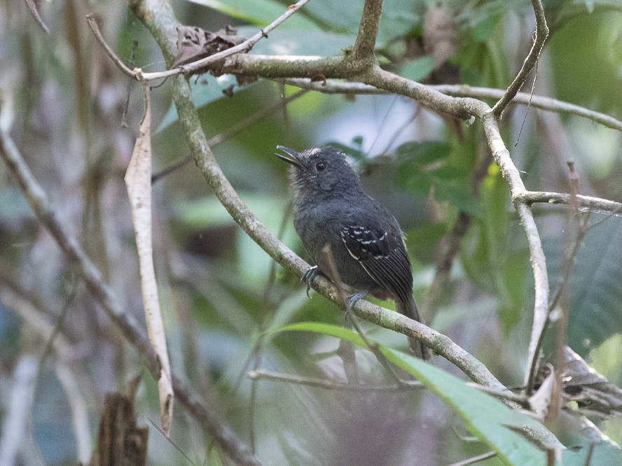 Willis's Antbird - eBird
