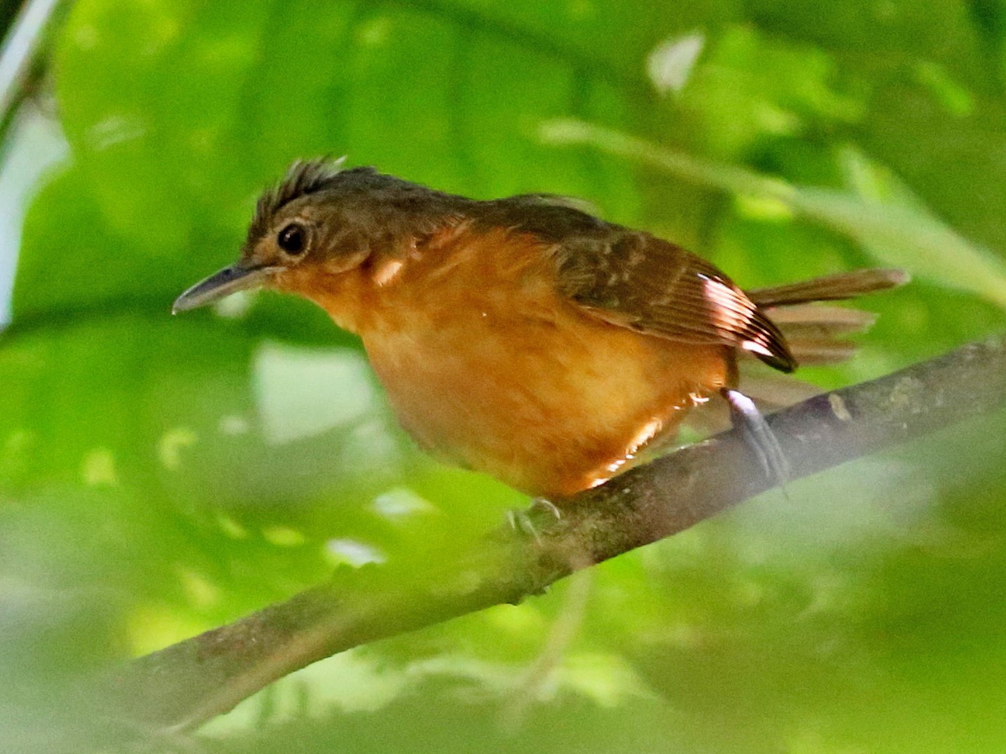 Willis's Antbird - eBird