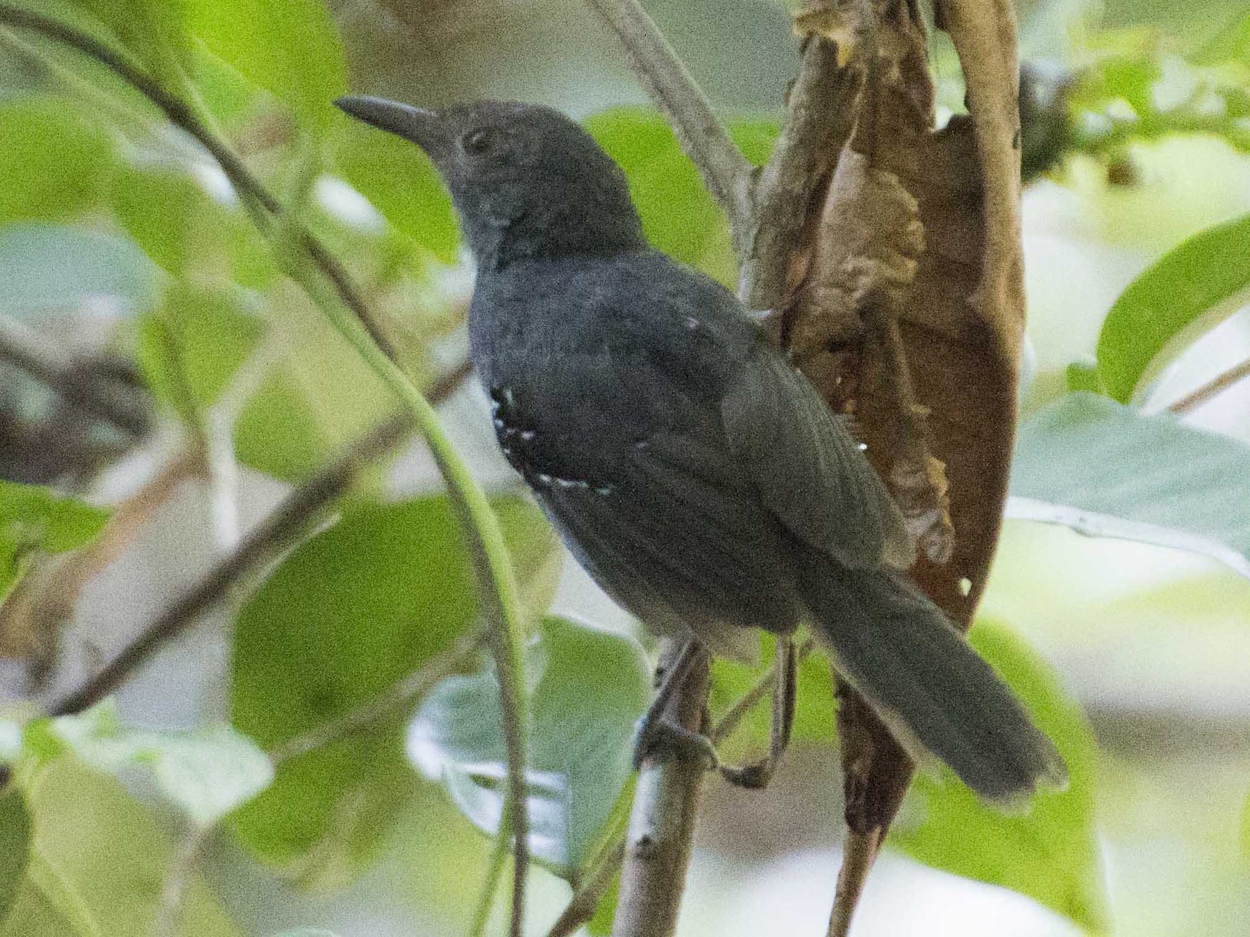 Willis's Antbird - eBird