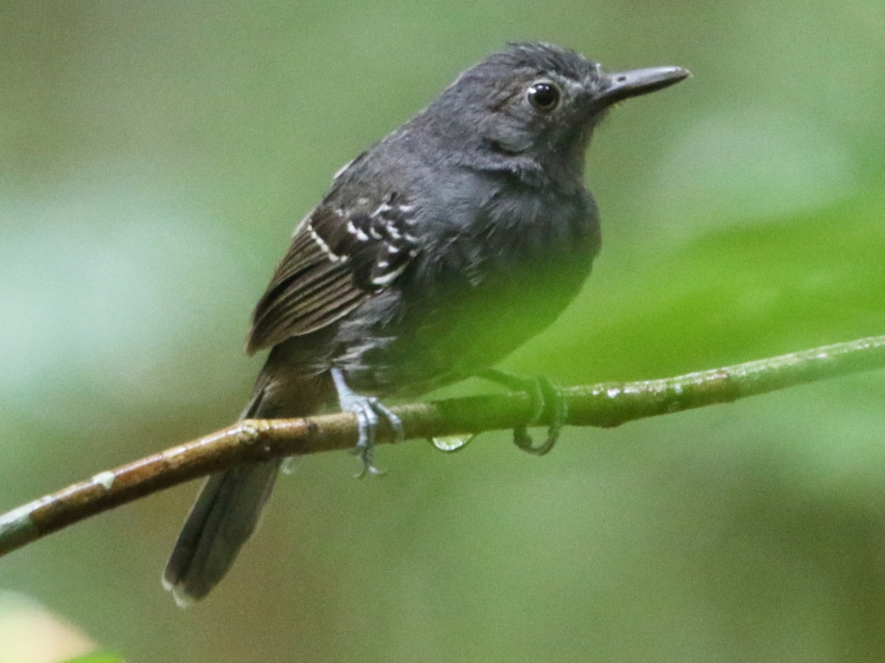 Willis's Antbird - eBird