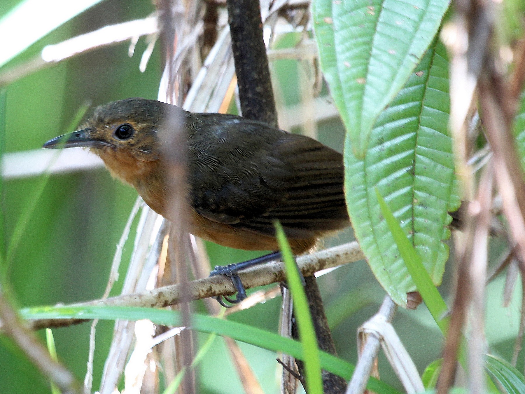 Willis's Antbird - eBird