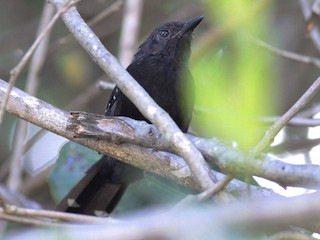 Mato Grosso Antbird - eBird