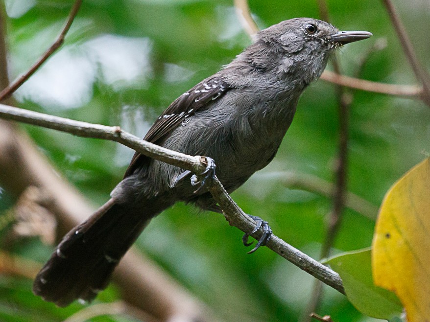 Mato Grosso Antbird - eBird