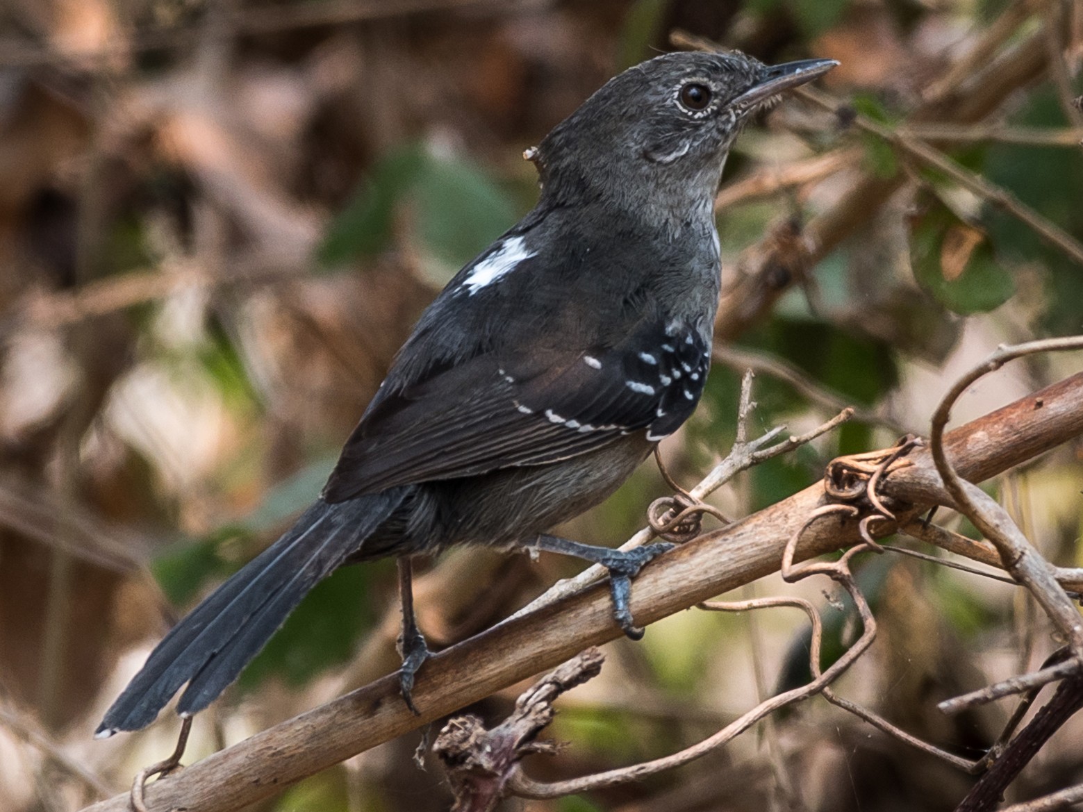 Mato Grosso Antbird - eBird