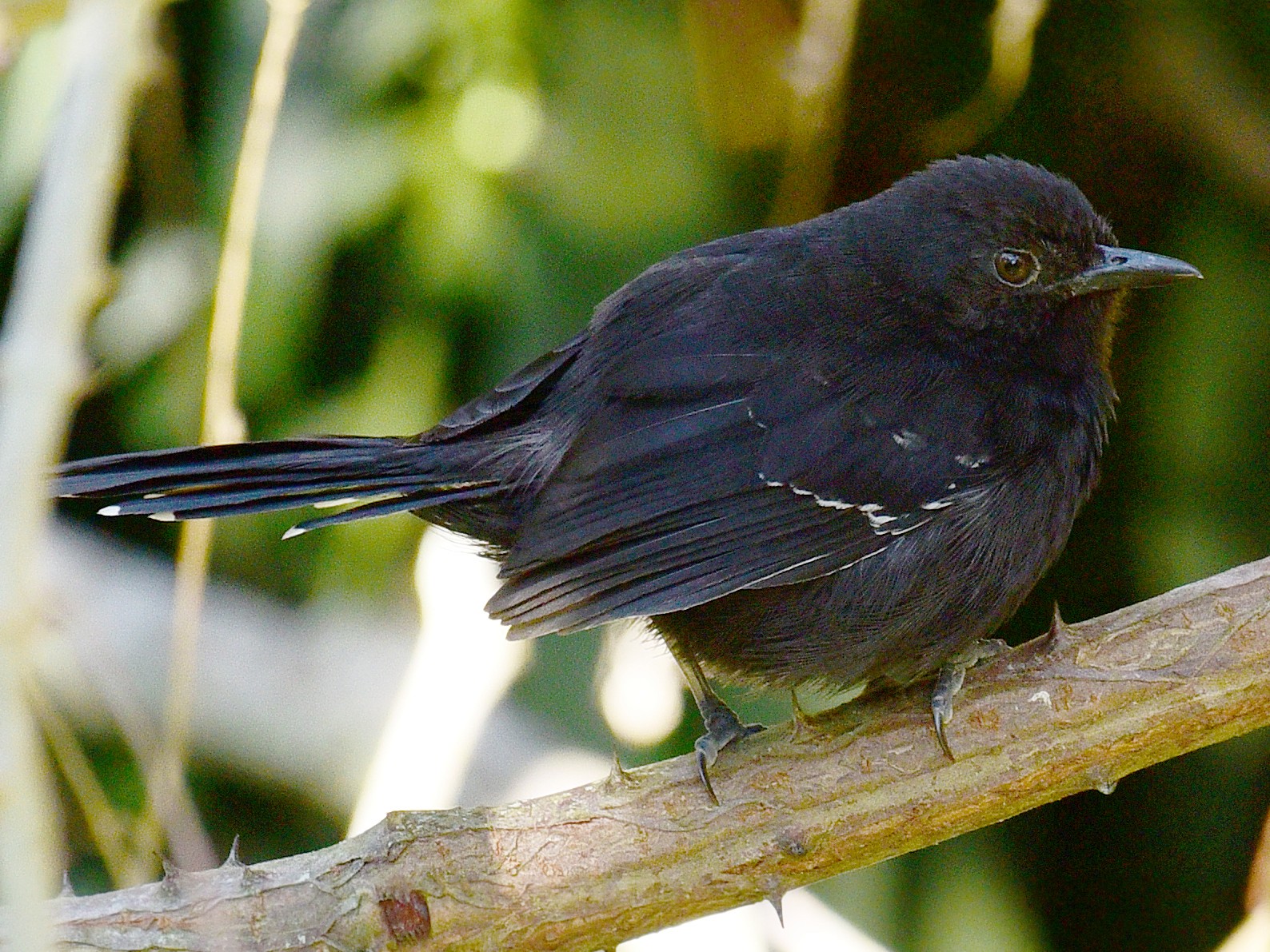 Mato Grosso Antbird - eBird