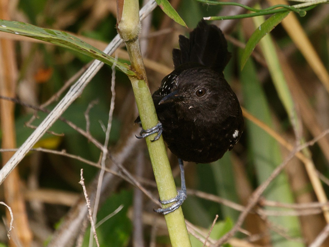 Mato Grosso Antbird - eBird