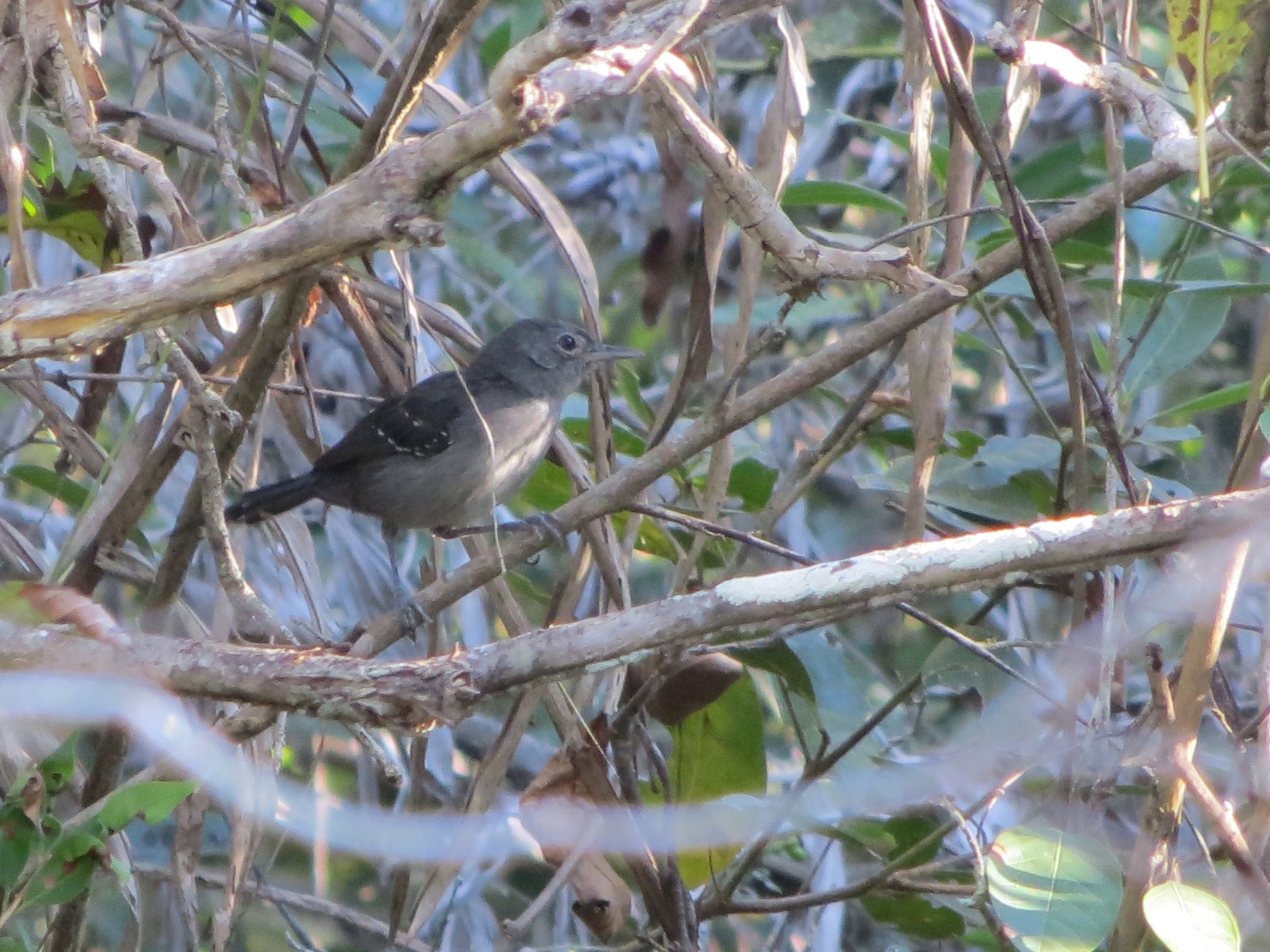 Mato Grosso Antbird - eBird