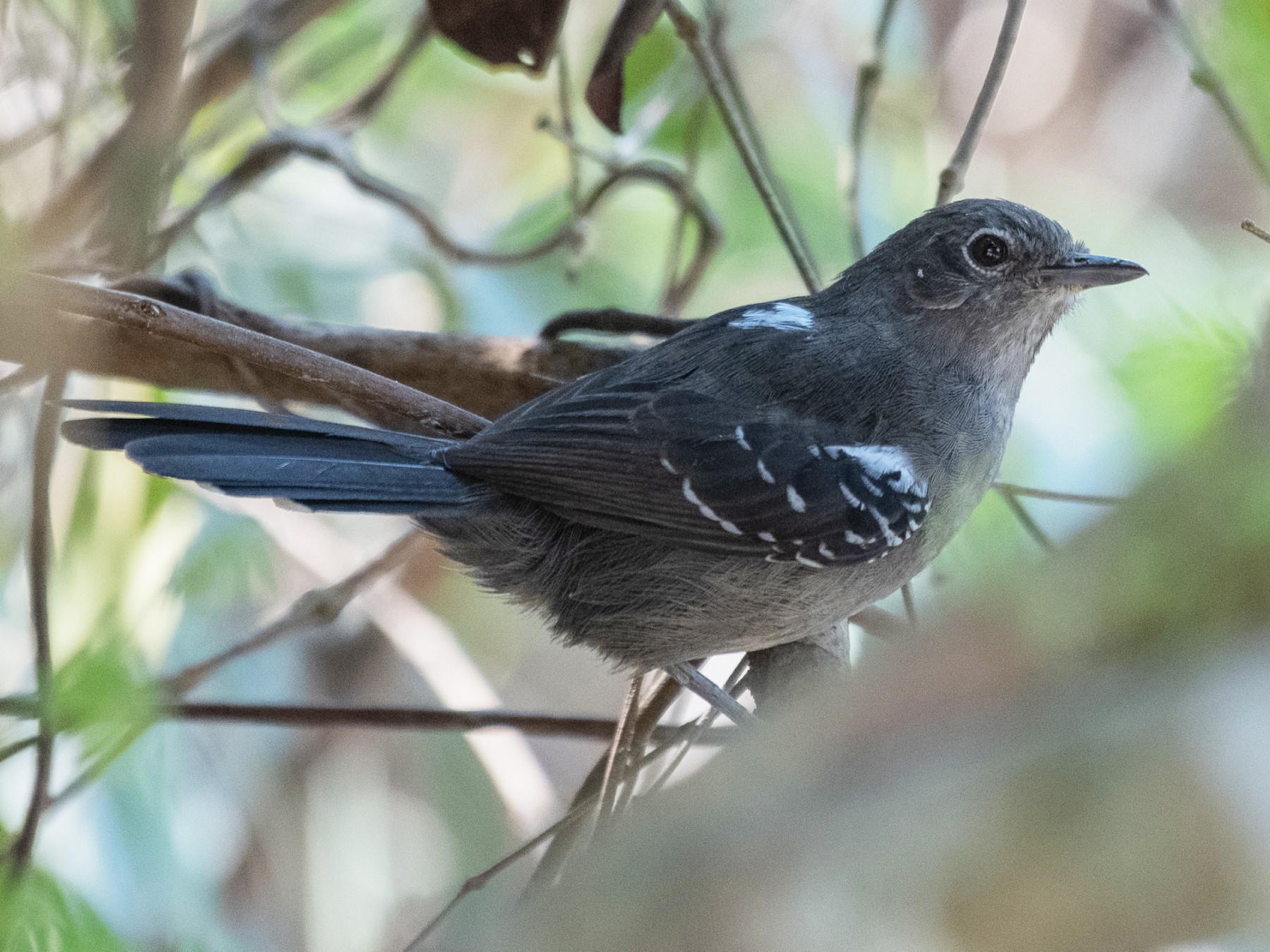 Mato Grosso Antbird - eBird