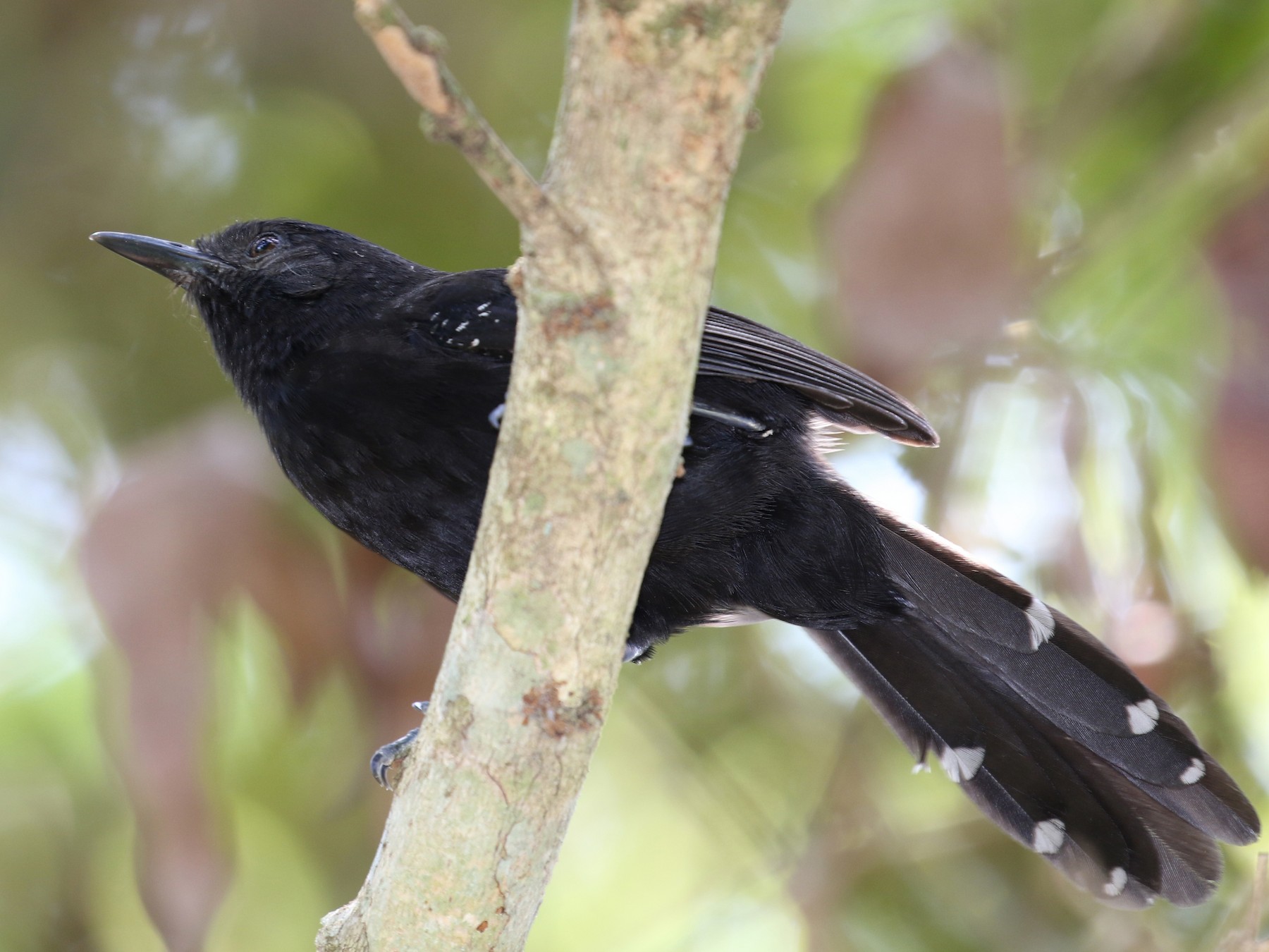Mato Grosso Antbird - eBird