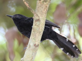 Mato Grosso Antbird - eBird
