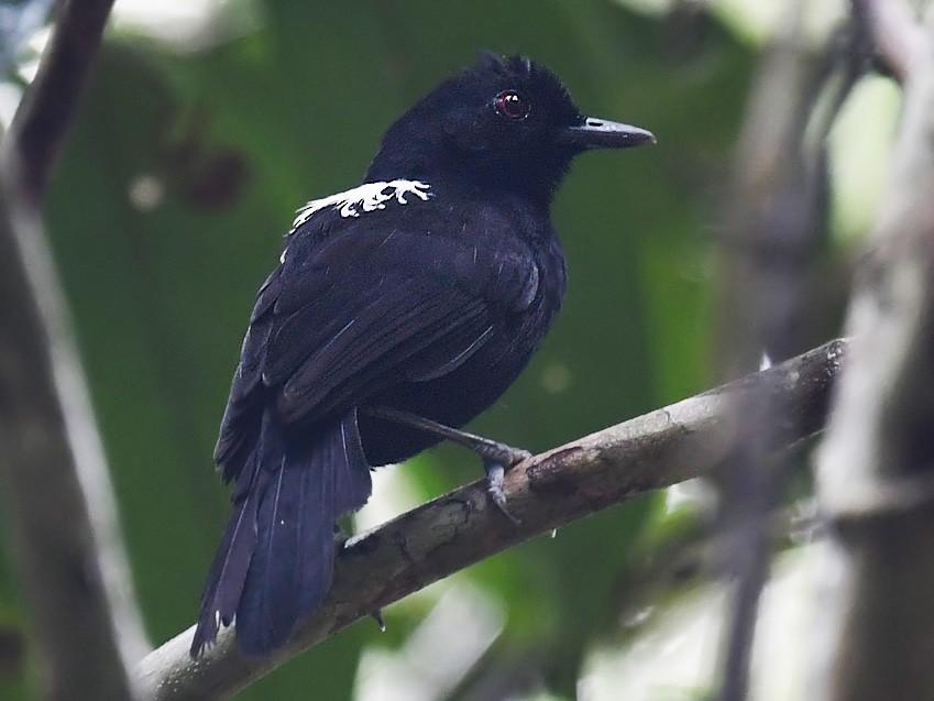 Fringe-backed Fire-eye - eBird