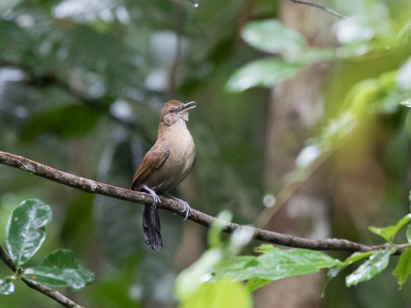 Fringe-backed Fire-eye - eBird